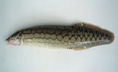 Fish Index: Tire Track Eel (Mastacembelus armatus)