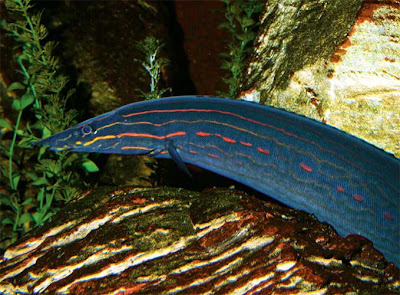 Fish Index: Fire Eel (Mastacembelus erthrotaenia)