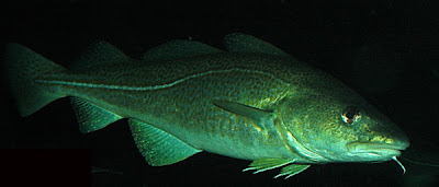 Fish Index: Atlantic Cod (Gadus morhua)