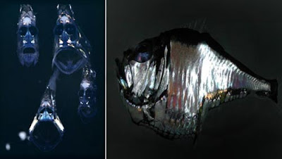 Fish Index: Deep Sea Hatchetfish (Argyropelecus Gigas)