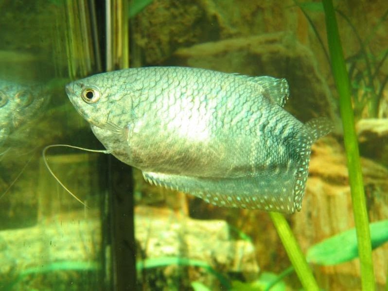 Silver Gourami
