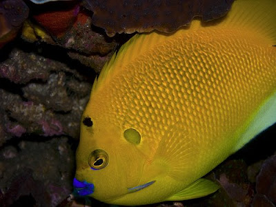 Fish Index: Flagfin Angelfish (Apolemichthys trimaculatus)