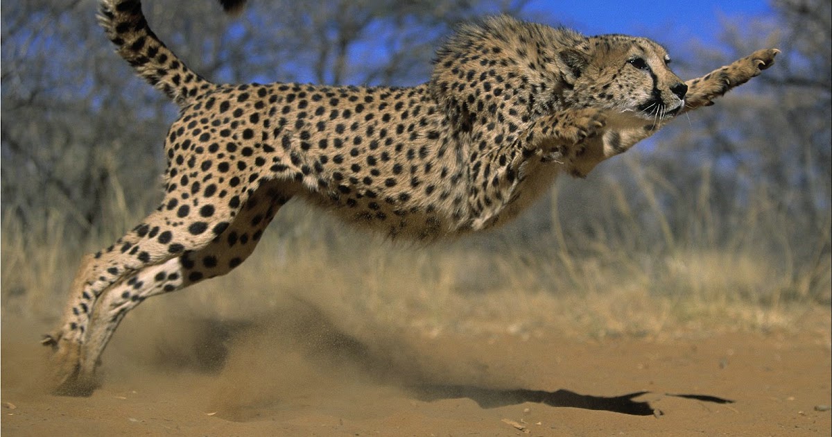 Insane Pics: Cheetah Attack
