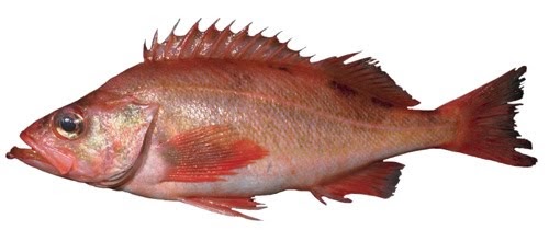 Fish Index: Pacific Ocean Perch (Sebastes alutus)
