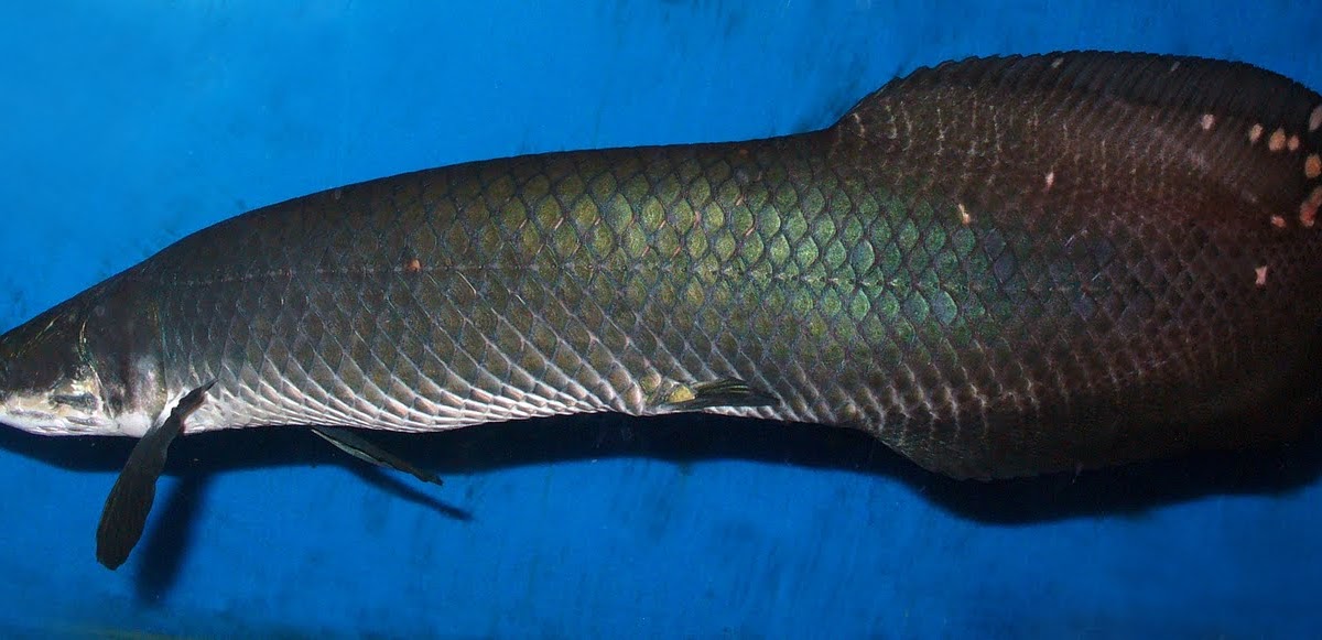 Arapaima Gigas Teeth