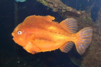 Fish Index: Lumpfish (Cyclopterus lumpus)