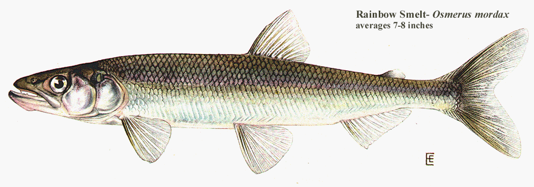 Fish Index: Rainbow Smelt (Osmerus mordax)