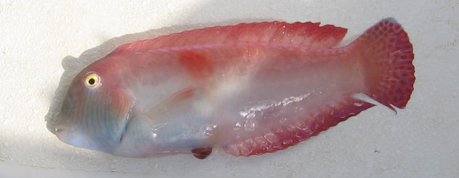 Fish Index: Pearly Razorfish (Xyrichtys novacula)