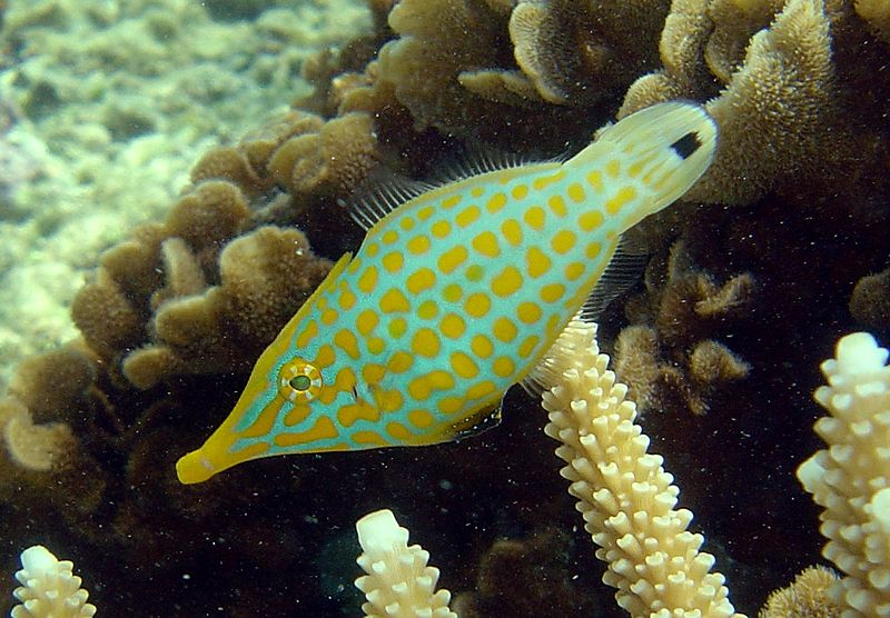 Fish Index: Longnosed Filefish (Oxymonacanthus longirostris)