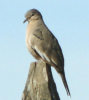 Quinto Año A 2010: Cuculí, cuculína , torito, tortolita cuyana.