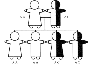 SICKLE CELL ANEMIA: SICKLE CELL TRAIT