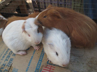 Eat. Eat. Eat. Enjoy!: Guinea Pig: Peru's Other White Meat