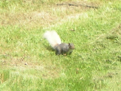 Blond Tailed Squirrel - New Breed of Mutant Squirrel - Tighe Lory's Blog