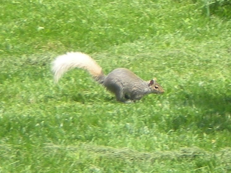 Blond Tailed Squirrel - New Breed of Mutant Squirrel - Tighe Lory's Blog