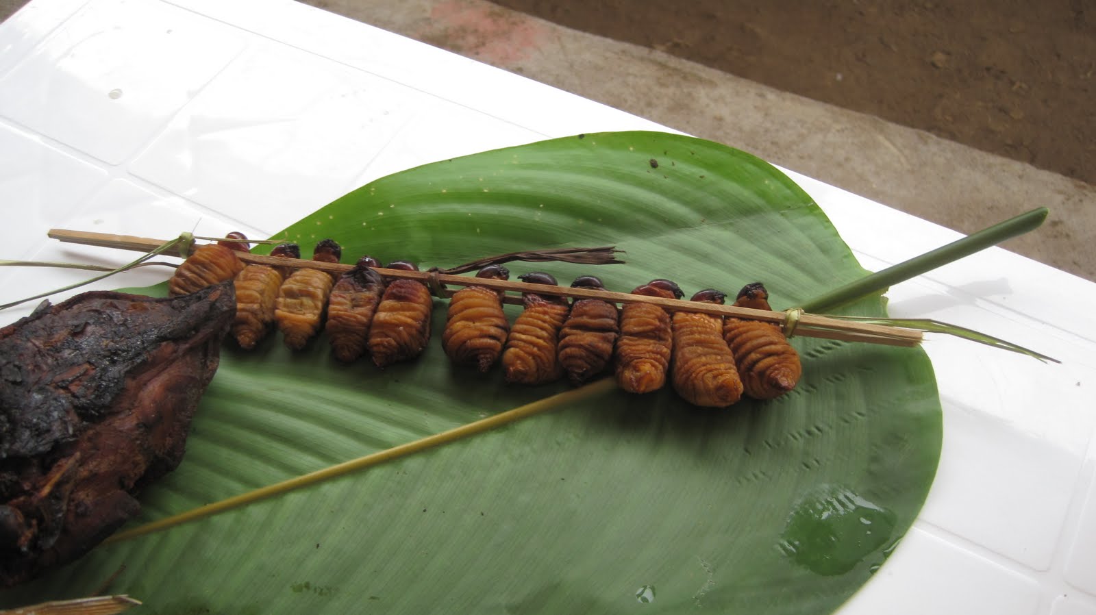 Welcome to the Jungle: The Shuar