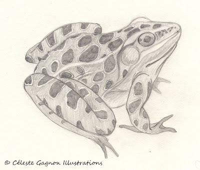 Scribbles and Doodles