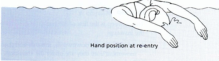 Swimming Teaching: Learn How To Swim 101 - Butterfly - The Arm Movement