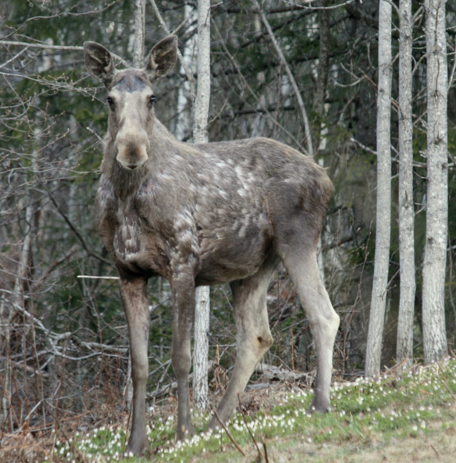 Rollag Daily Photo: Elg in springtime