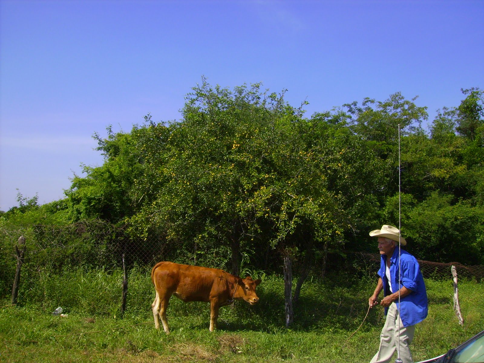 El Fogón de Leña: Cocina prehispánica: Chapote (Diospyros sp.).