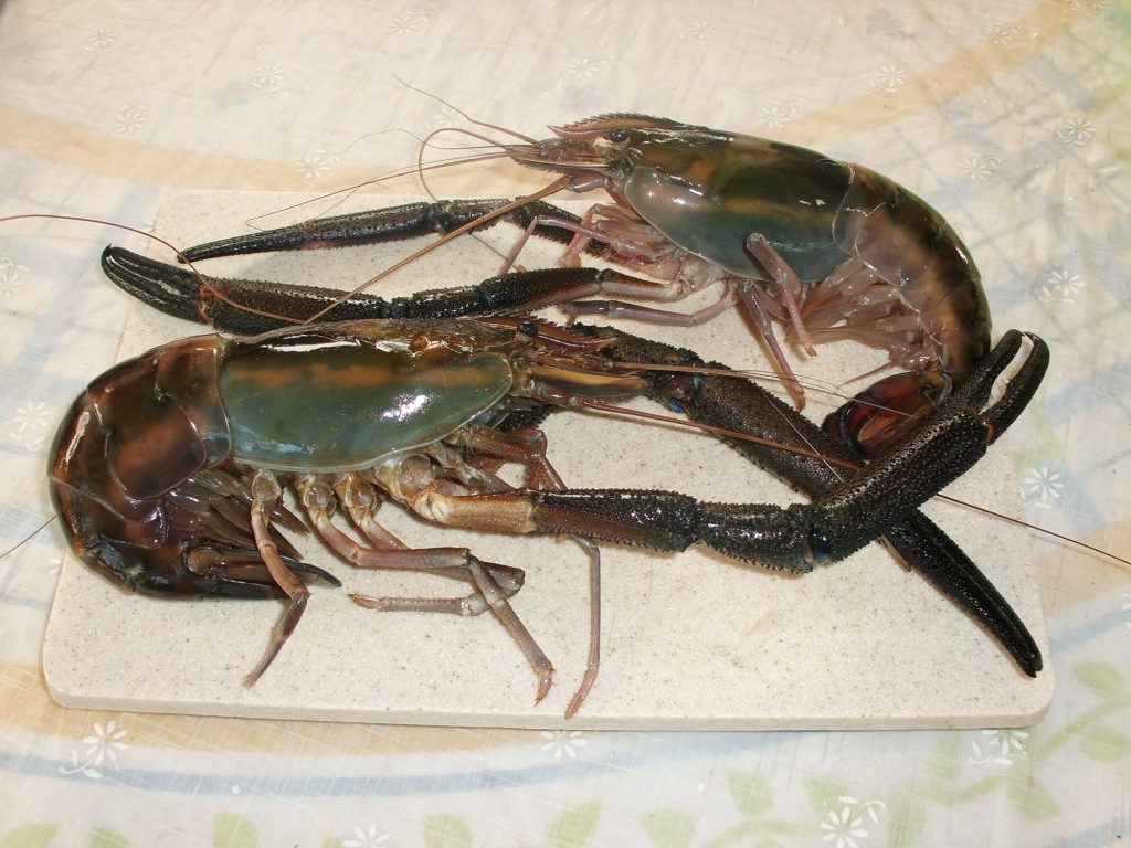 El Fogón de Leña: Acamaya de río.