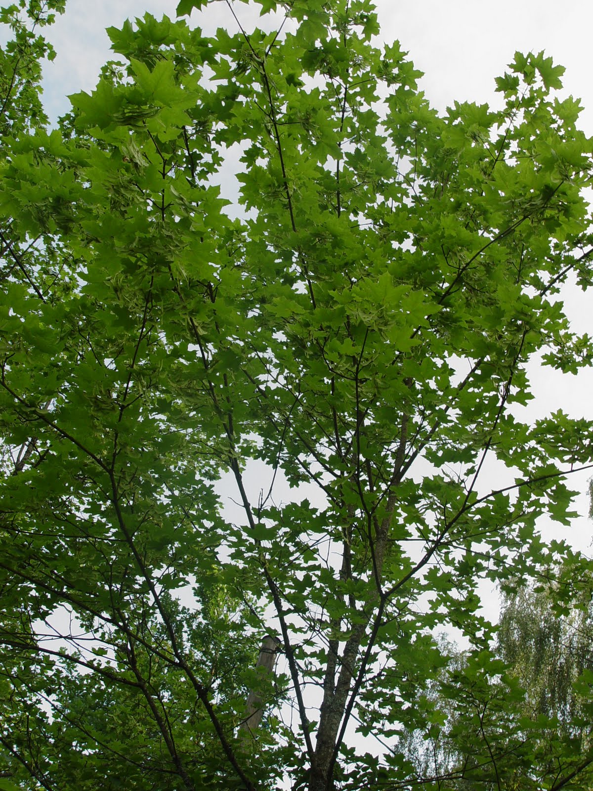 Ursus terminator: Vaahtera