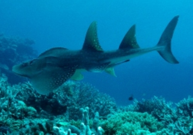 Fishing and fish species: Mengenal Ikan Pari