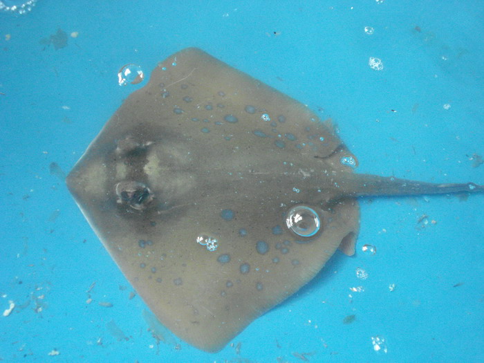 Fishing and fish species: Mengenal Ikan Pari