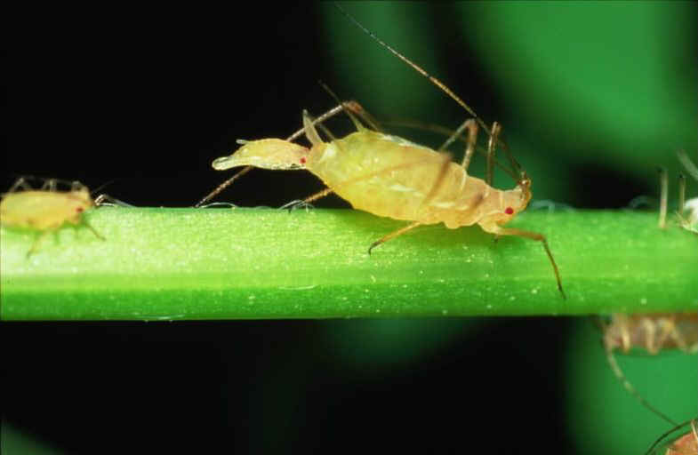 les jardins de stef: le puceron "Aphis pomi, Eriosoma lanigerum,