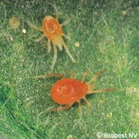 les jardins de stef: l'araignée rouge