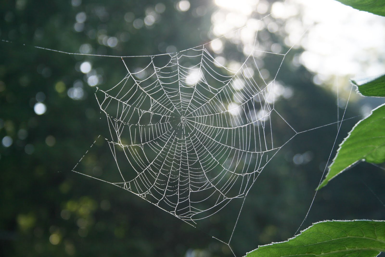 "She's so clever!": This Natural World - Spiderwebs and Sunflowers