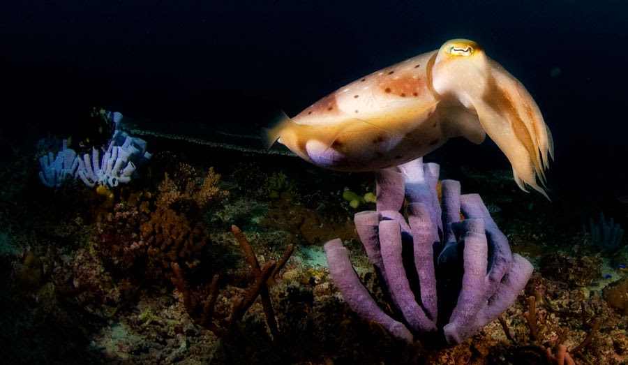 Last Flight Out Photography: Cuttle Fish...or Should It Be CUDDLE Fish?