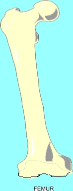 Debajo de la piel: Huesos de las Extremidades Inferiores