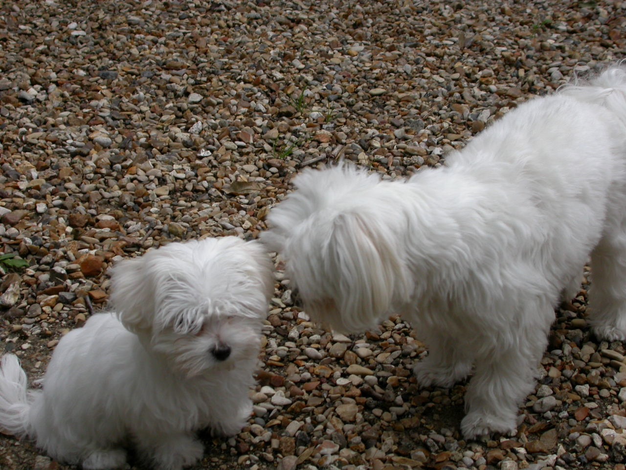 Bichons maltais nains : trouvez le meilleur prix sur Voir avant d'Acheter