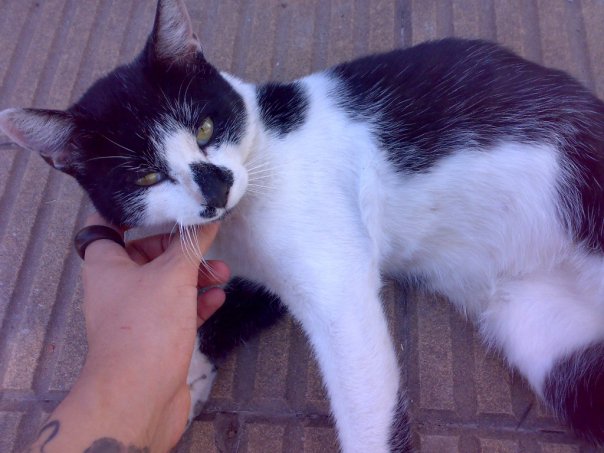 Adopta un gatito: El gato Vaca!!
