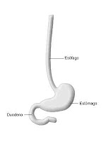 Humanbodydigestive: Sistema Digestório