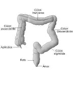 Humanbodydigestive: Sistema Digestório