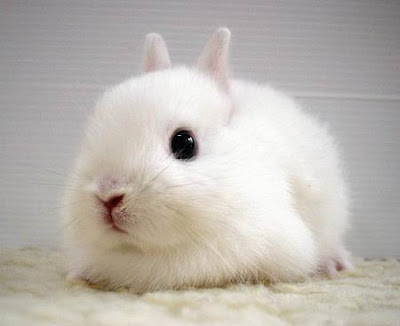 Cute Bunny ~ Splendid Pictures Around The Net