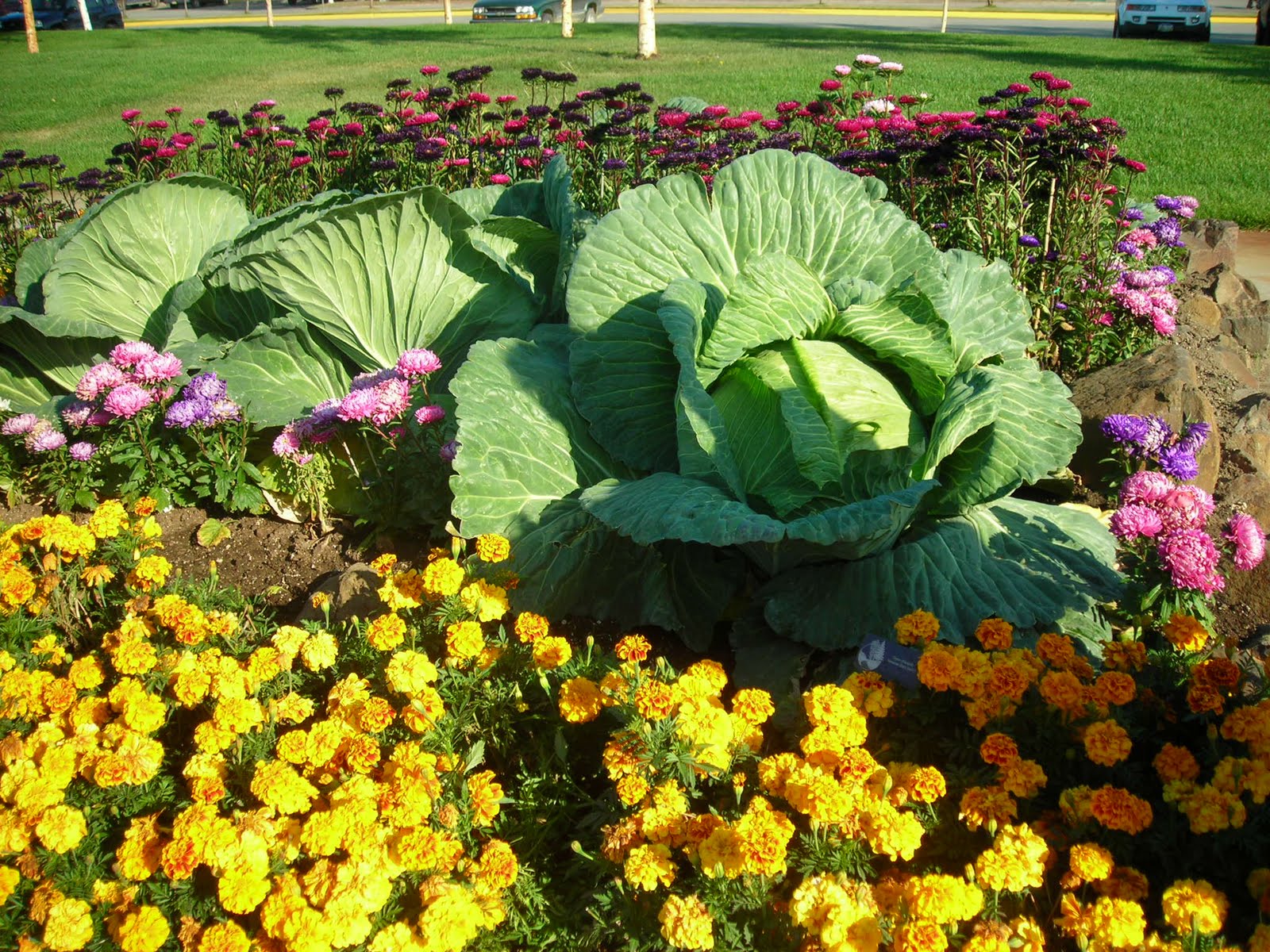 Northern Adventures: The land of the giant cabbage