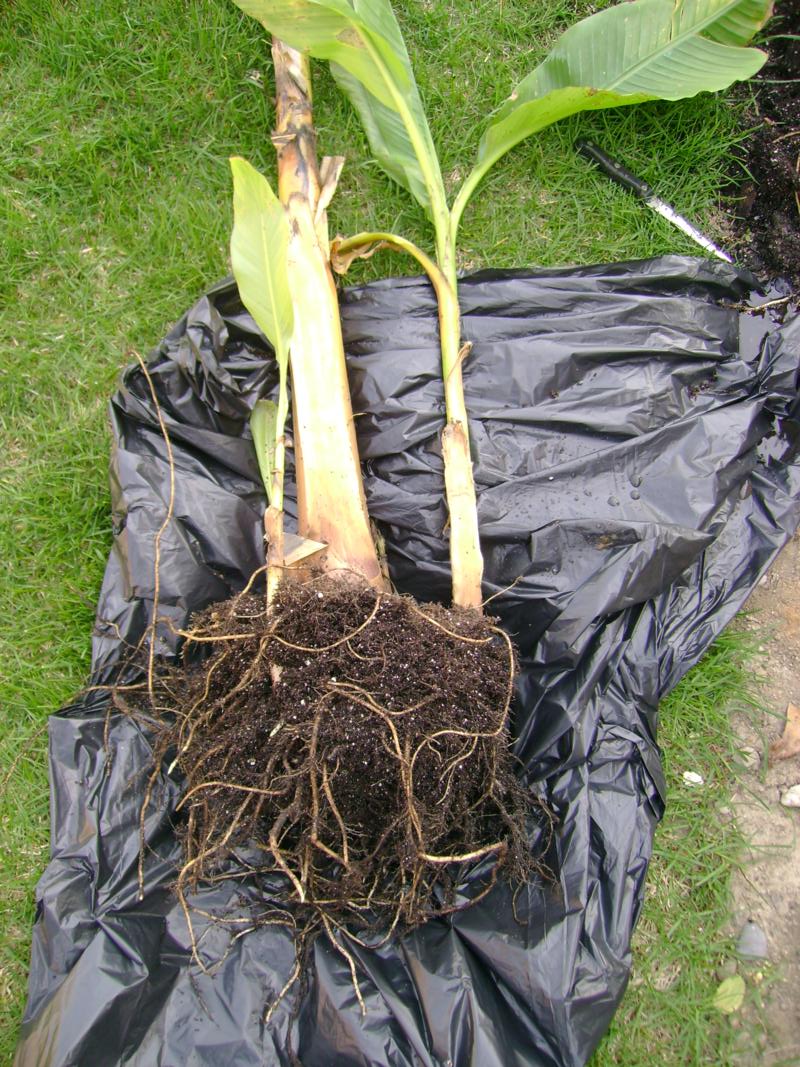 Plant Zone: Banana Butchery (Musa basjoo)