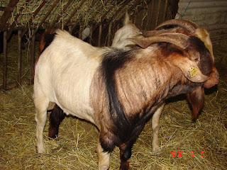 chèvre boer: le cabri ''Péi'': une race locale à préserver