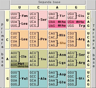 BIOLOGIA: Código Genético