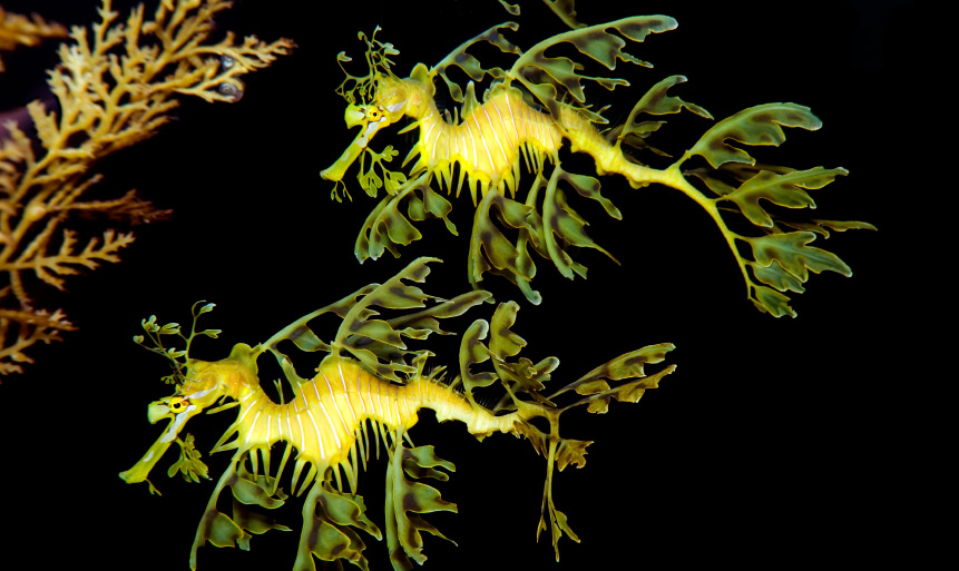 light color sound: sea dragon