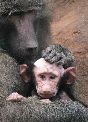 Supergunta: Tadinho do Macaco careca!