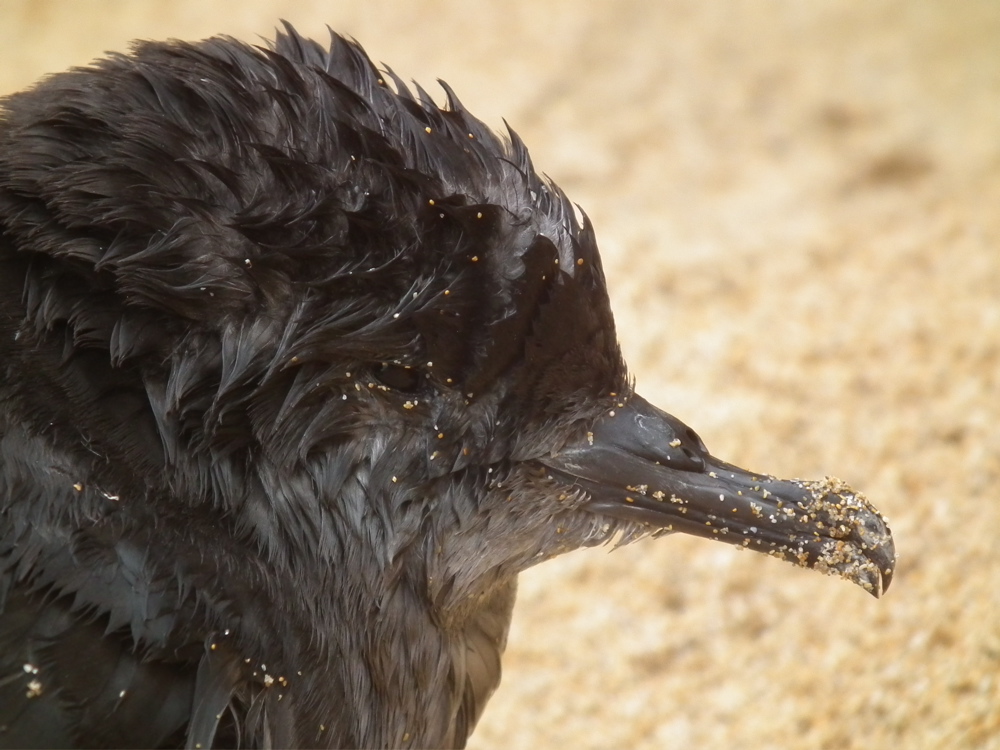 Silence Without: The Dead Mutton Birds of Gibson Steps (and the one ...