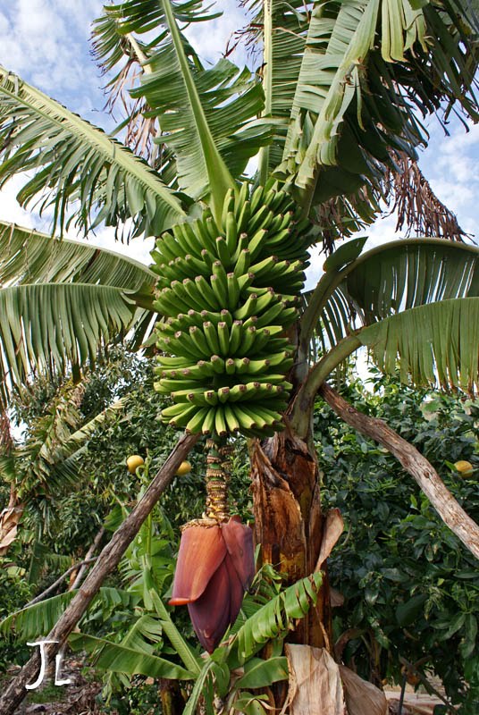 Diario de un viajero: En Flor