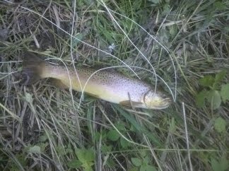 Trout Fishing Western Wisconsin: Rush River, Pierce County, 06/04/10