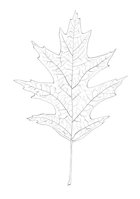 Drawings of Botanical Things: Quercus cerris