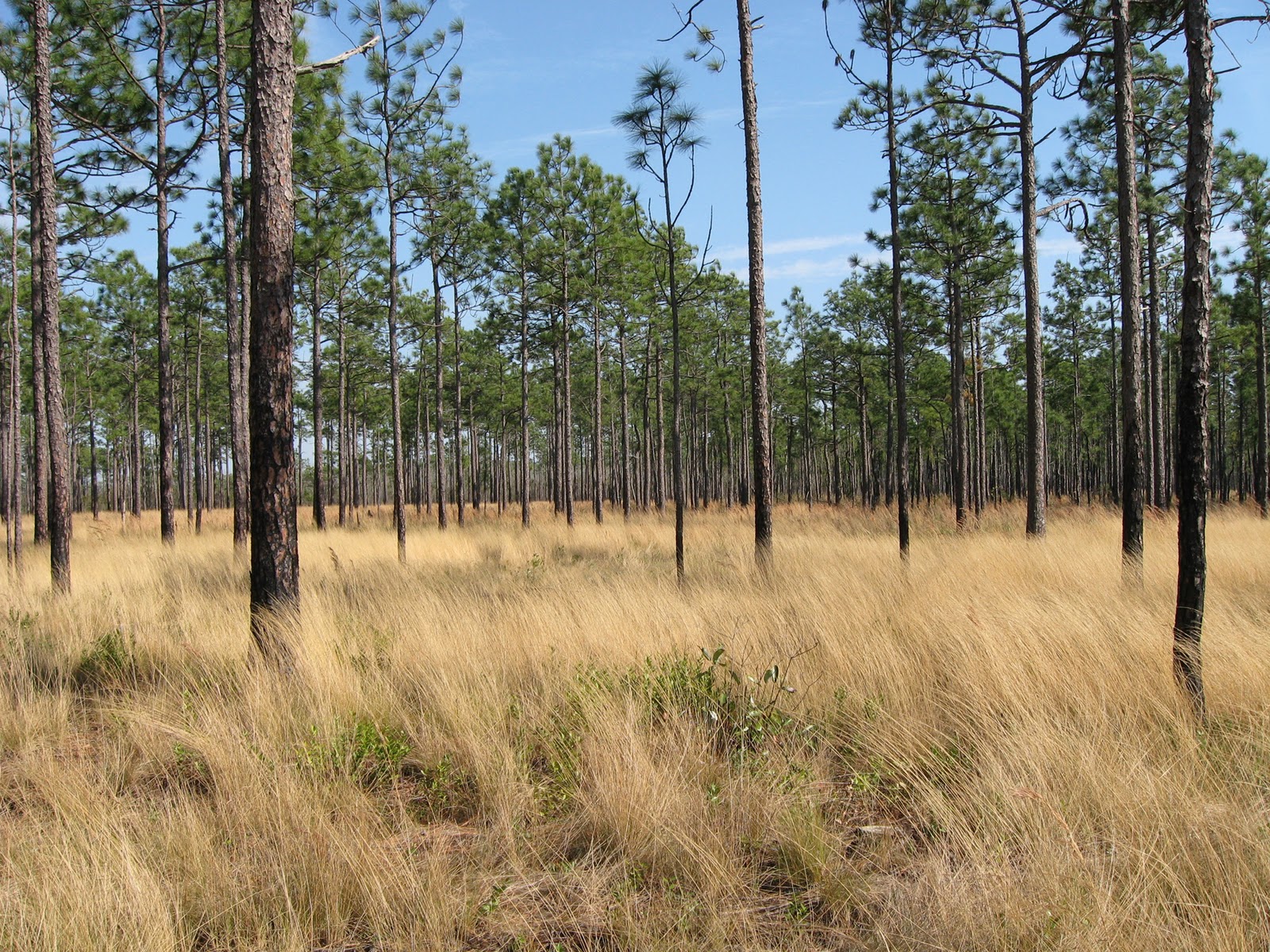 Wanders in the Woods Blog