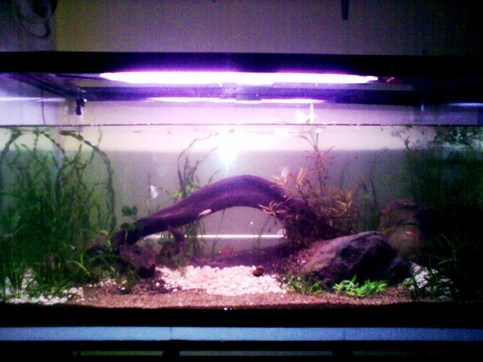 FOOL ON THE NET: SEMI-NATURAL: My 50-gallon Low-energy Fish Tank