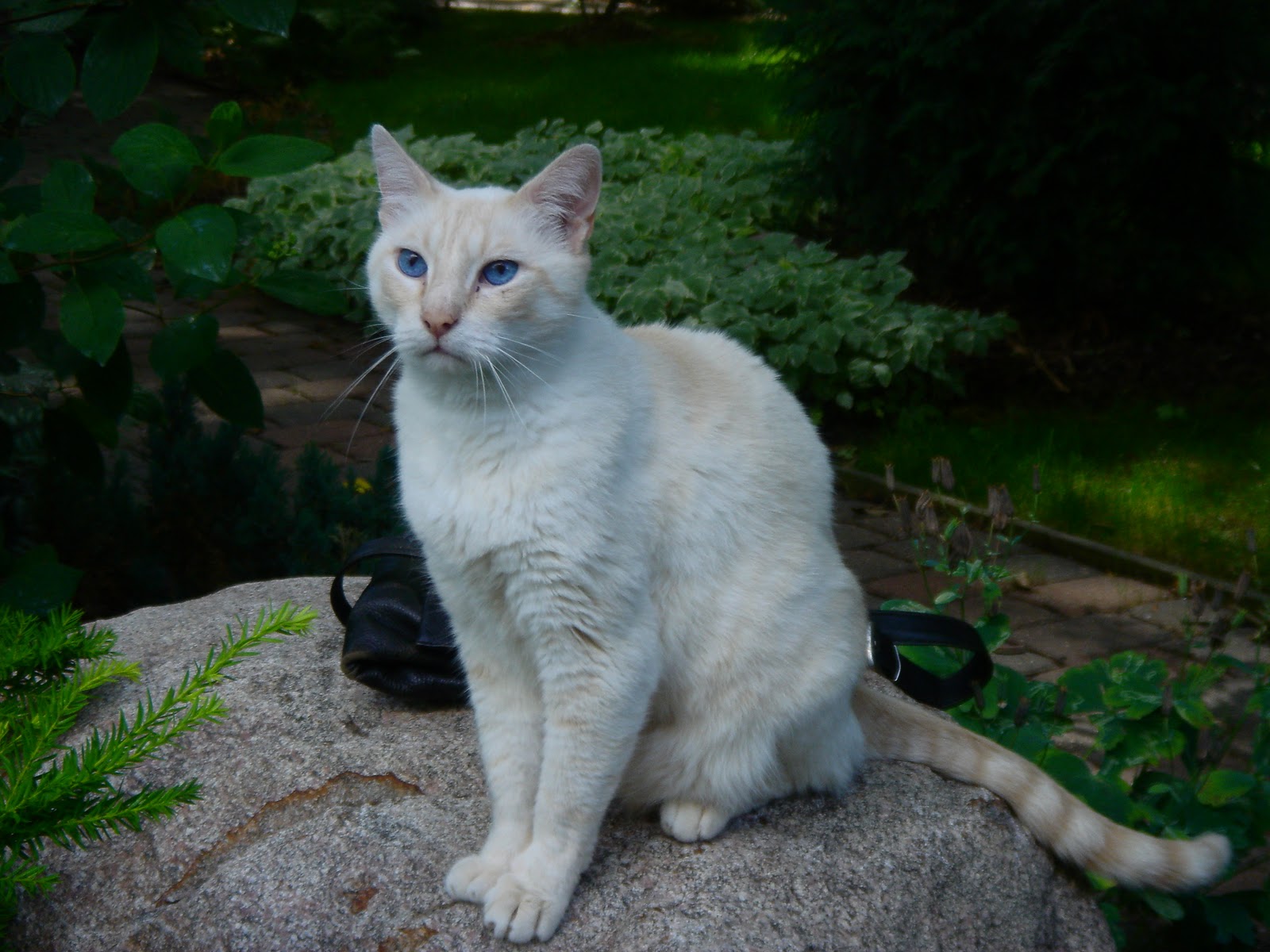 Cat Power: Gato practicando meditación zen.